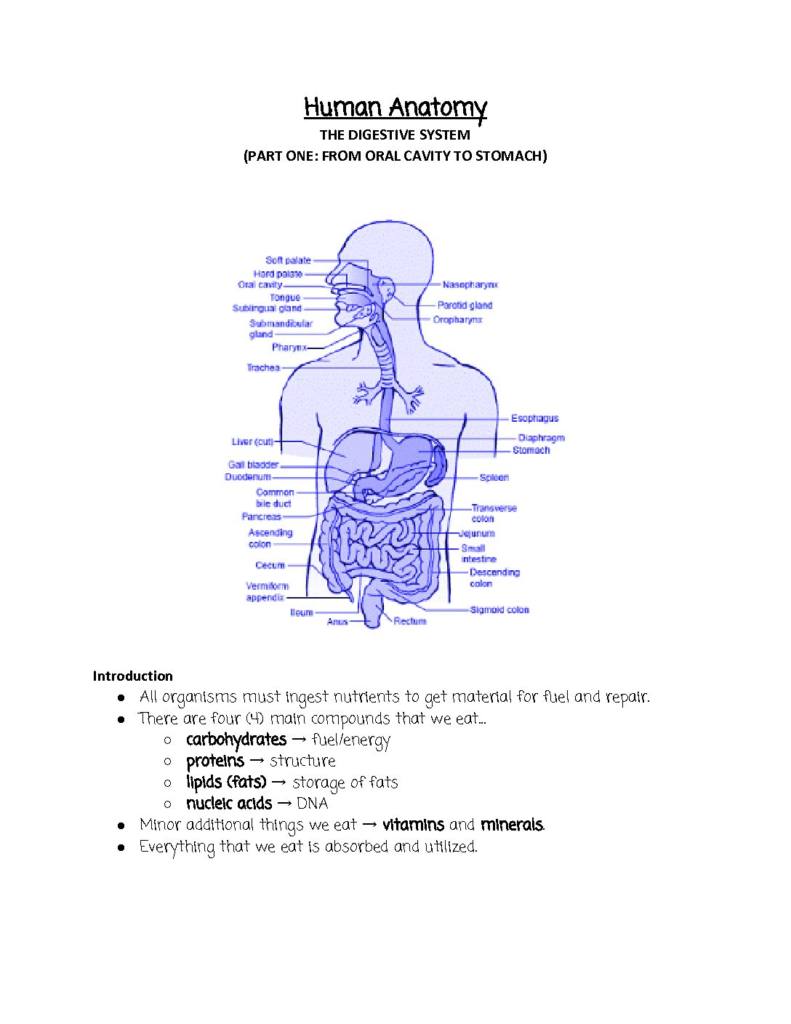 The Digestive System (HLTH 2221) detailed notes | StudyLast