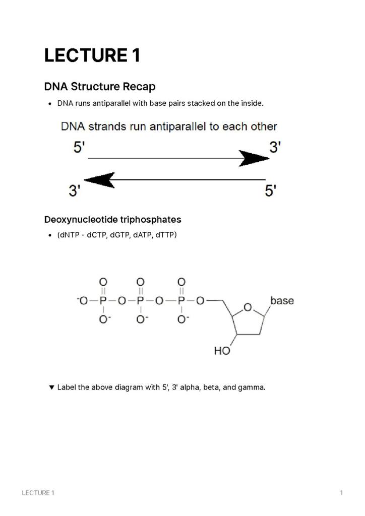 DNA Replication – Flow of Genetic Information (BIOL2010) notes | StudyLast