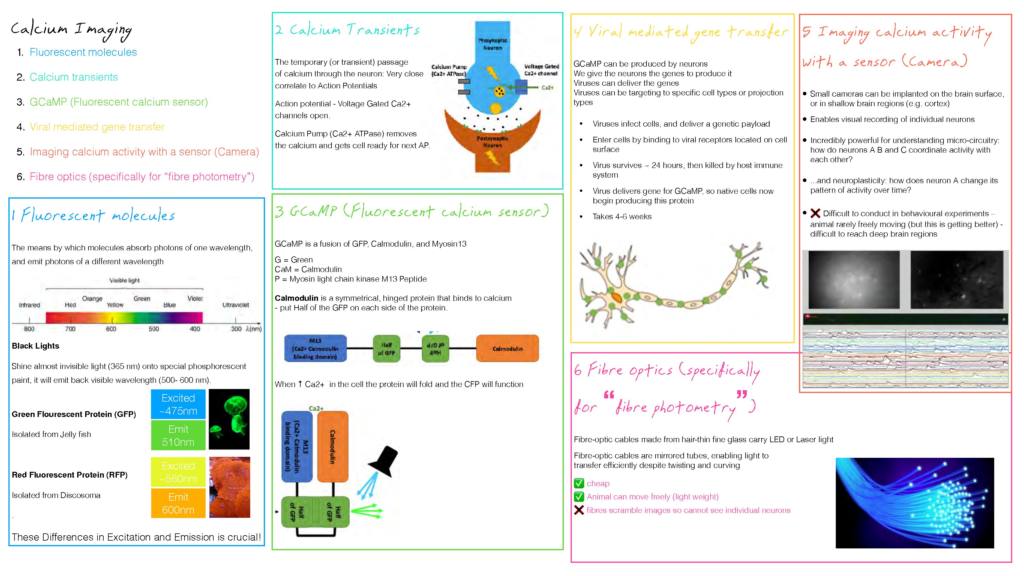 Experimental Neuroscience (PSYU3354) notes with experiments | StudyLast