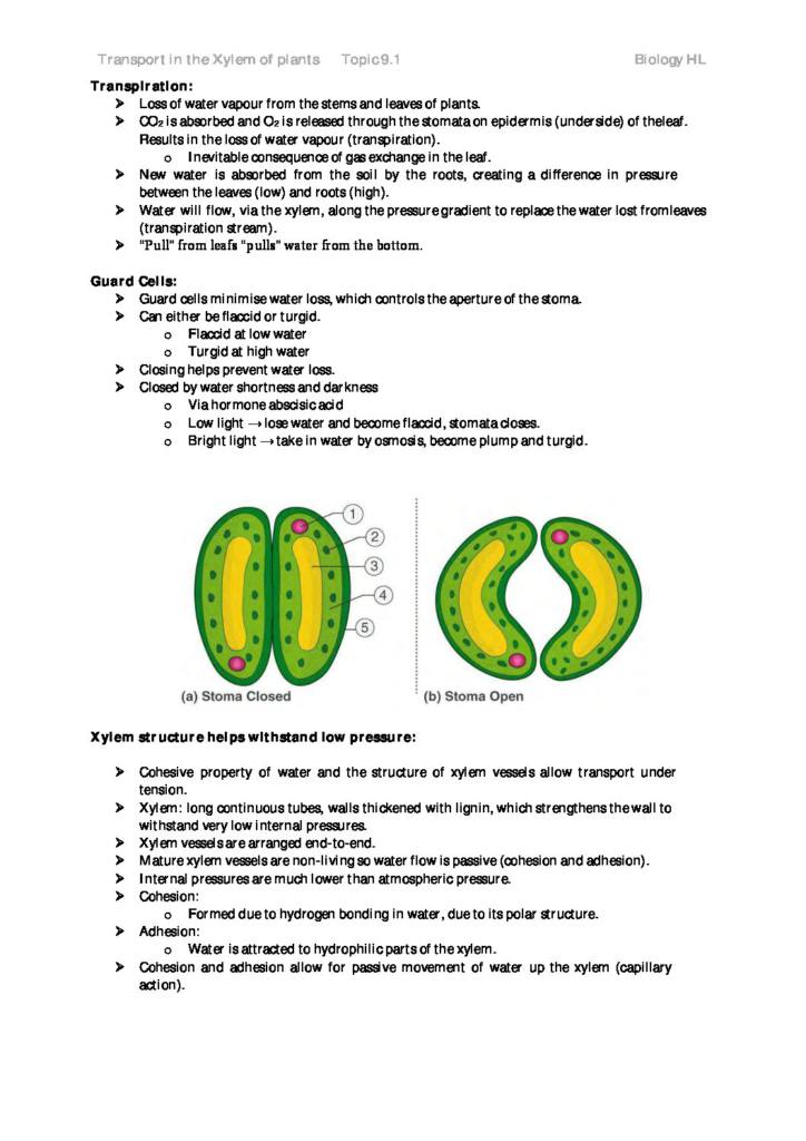 Plant Biology IB Biology HL Topic 9 Notes StudyLast Plant Biology IB Biology HL Topic 9 Notes StudyLast
