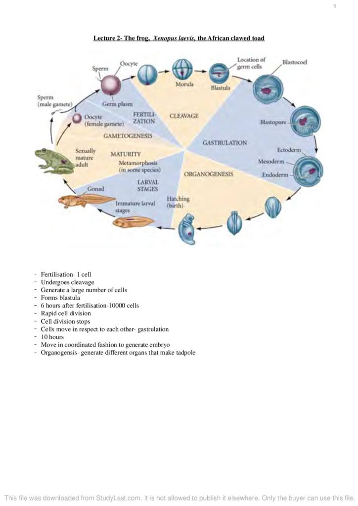 Notes for Animal Developmental Biology (BLGY2262) at University of ...