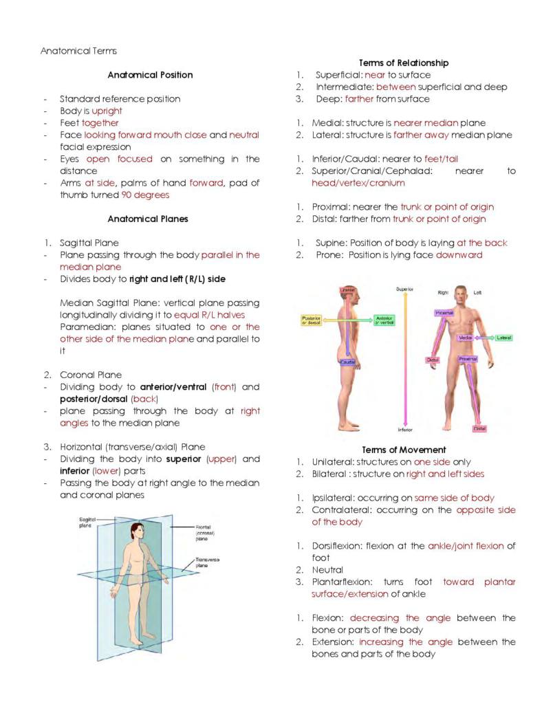 Notes for Human Anatomy (PT 1011) at University of Santo Tomas | StudyLast