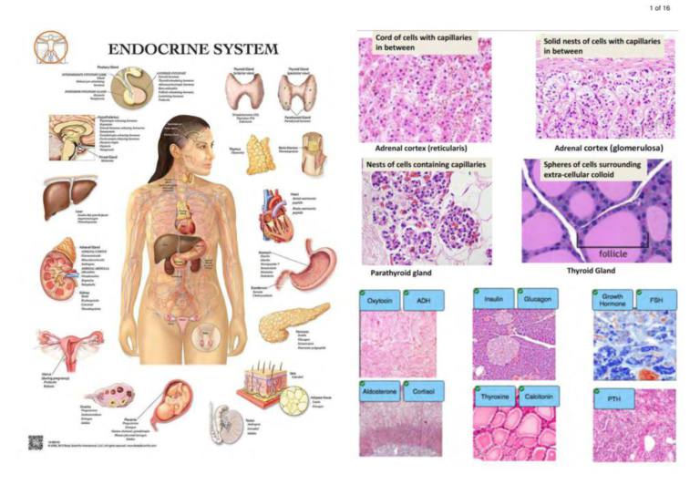 Integrated Systems Anatomy and Physiology (HUMB1001) practical revision ...
