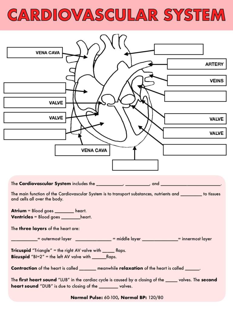 Learn and Color AP Packet anatomy bundle for nursing students | StudyLast